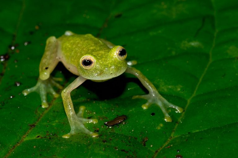 Glass Frogs 101: Transparent Wonders of the Rainforest