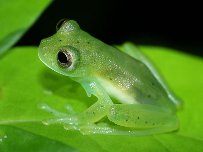 Glass Frogs 101: Transparent Wonders of the Rainforest