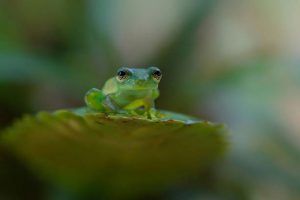 Glass Frogs 101: Transparent Wonders of the Rainforest