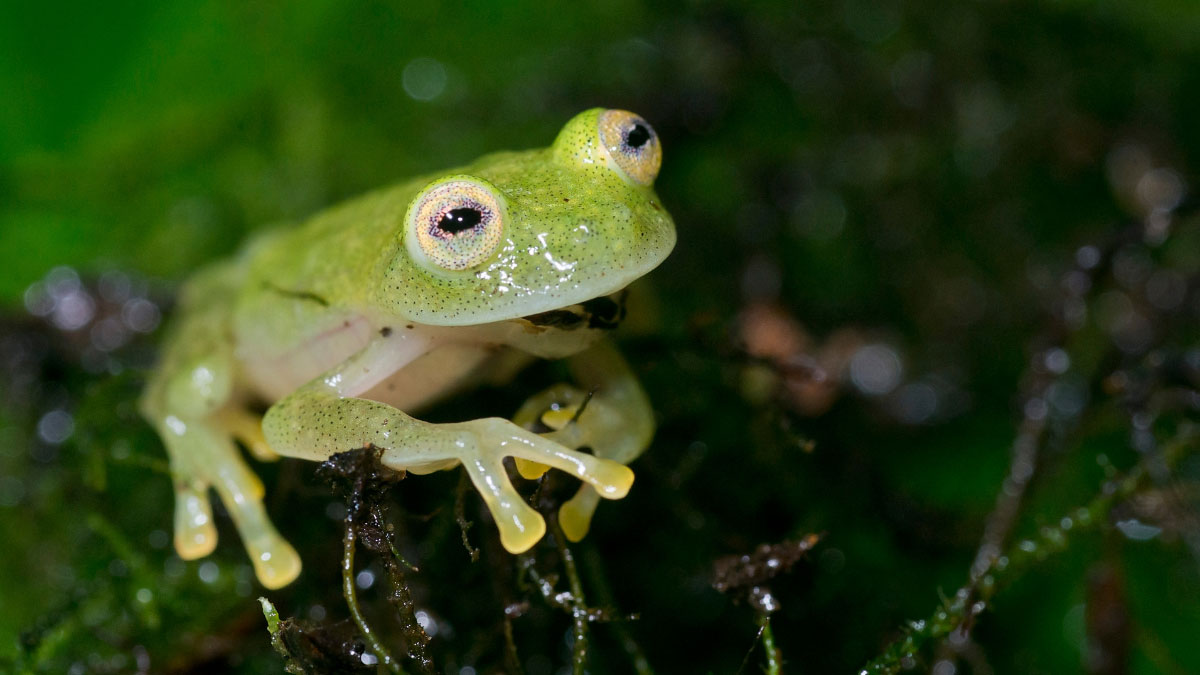 Glass Frogs 101: Transparent Wonders of the Rainforest