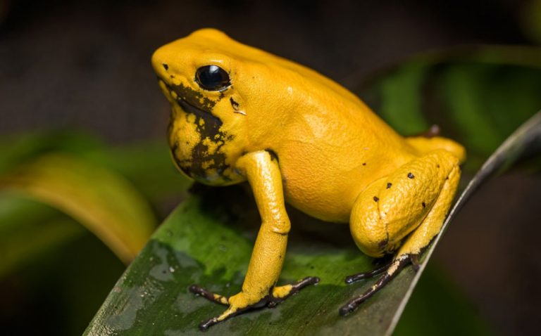 Golden Poison Dart Frog 101: A Deadly Beauty