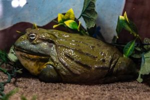 Largest Frogs in the World: A Guide to Their Sizes