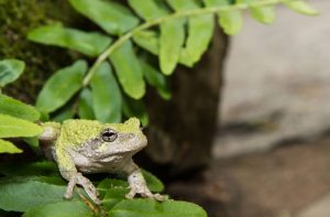 Gray Treefrog 101: Physical Characteristics, Habitat, Behavior, And Conservation Status