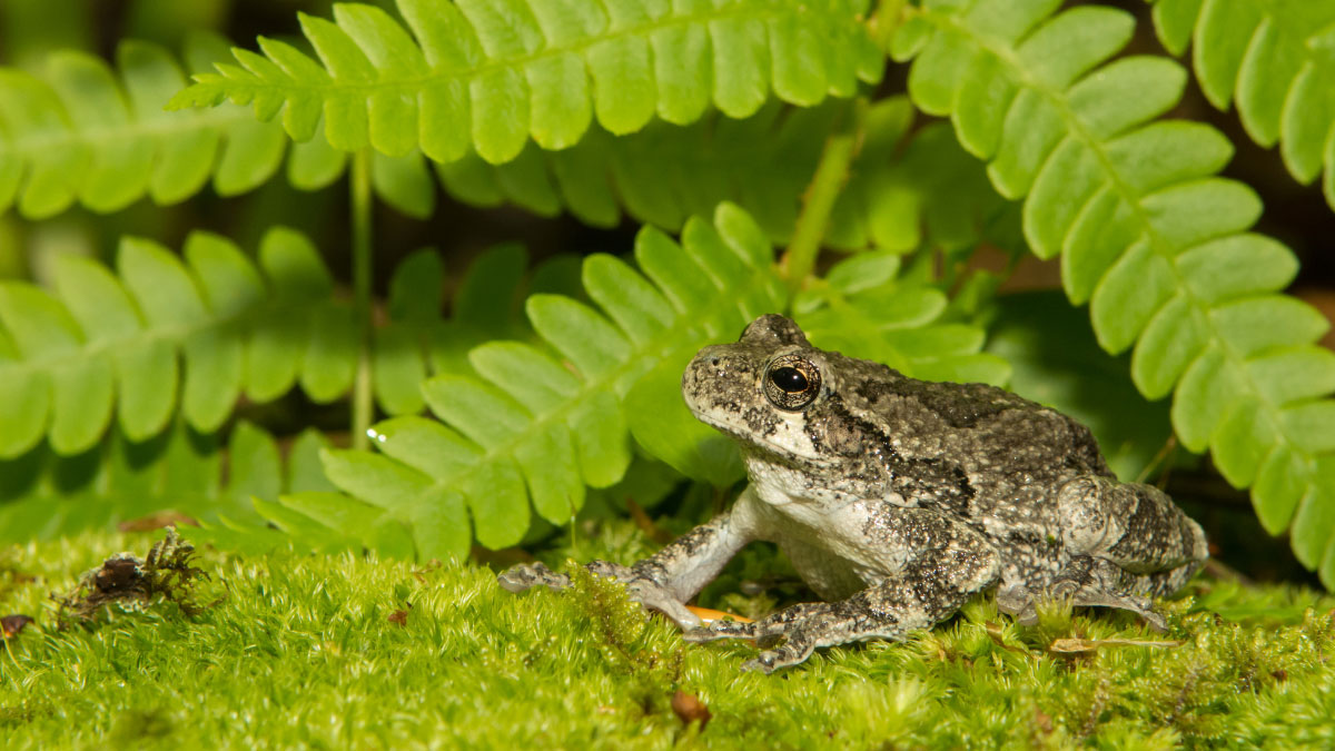 Gray Treefrog 101: Physical Characteristics, Habitat, Behavior, And ...