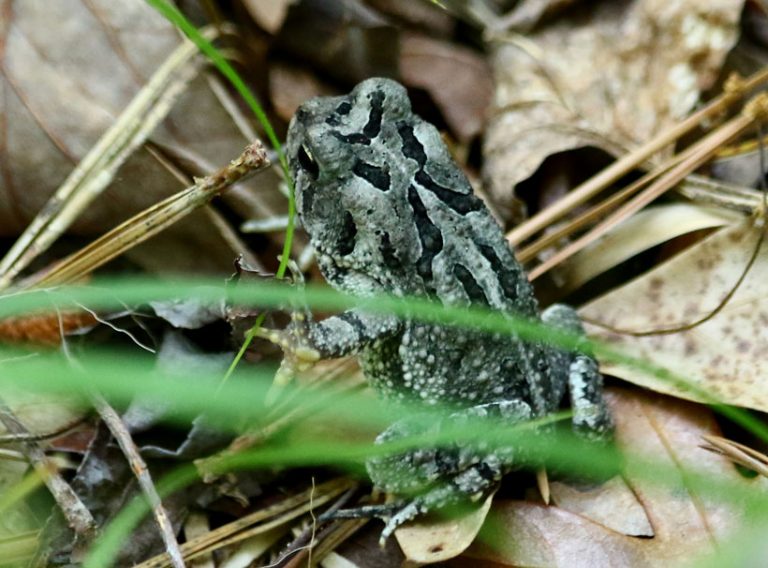 Gray Treefrog 101: Physical Characteristics, Habitat, Behavior, And ...