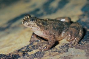 Gastric-brooding Frogs 101: Physical Characteristics, Habitat, Behavior ...