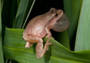 Spring Peeper 101: Physical Characteristics, Habitat, Behavior, and ...