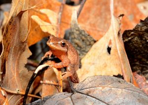 Spring Peeper 101: Physical Characteristics, Habitat, Behavior, and ...
