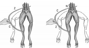 Frog Leg Anatomy: Exploring Remarkable Jumps