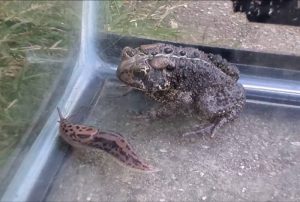 Do Frogs Eat Slugs? (Answered!)