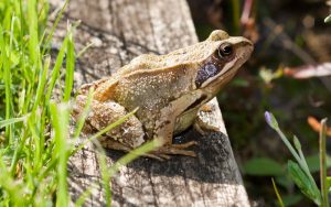 Do Frogs Have Ears? How Do They Hear?