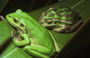 Do Frogs Have Ears? How Do They Hear?