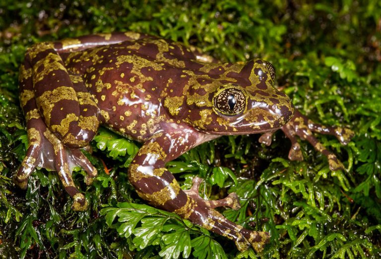 Ghost Frogs 101: South Africa's Cryptic Amphibians