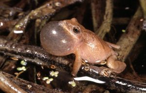 Spring Peeper 101: Physical Characteristics, Habitat, Behavior, and ...