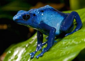 Blue Poison Dart Frog 101: Physical Characteristics, Habitat, Behavior ...