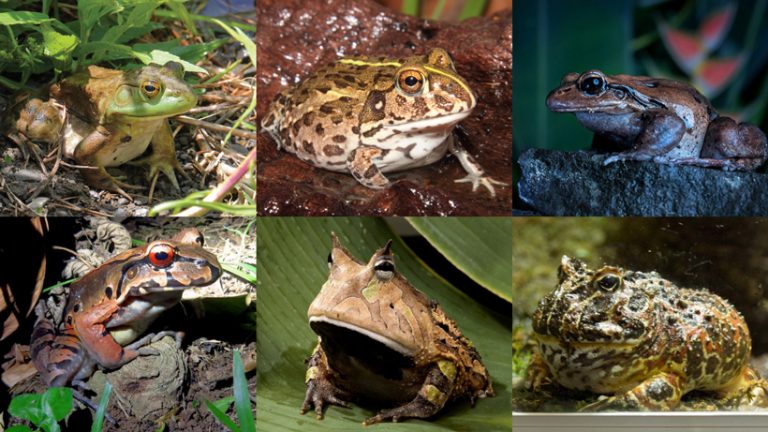 Largest Frogs in the World: A Guide to Their Sizes