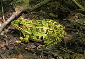 Leopard Frogs 101: North America's Spotted Hoppers