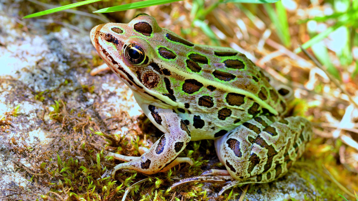 Leopard Frogs 101: North America's Spotted Hoppers