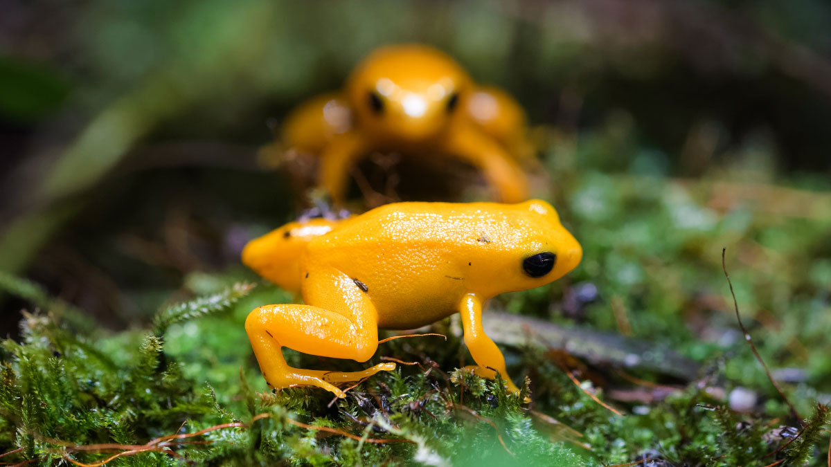 Mantella Frogs 101: Madagascar's Stunning Species