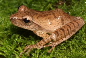 Spring Peeper 101: Physical Characteristics, Habitat, Behavior, and ...
