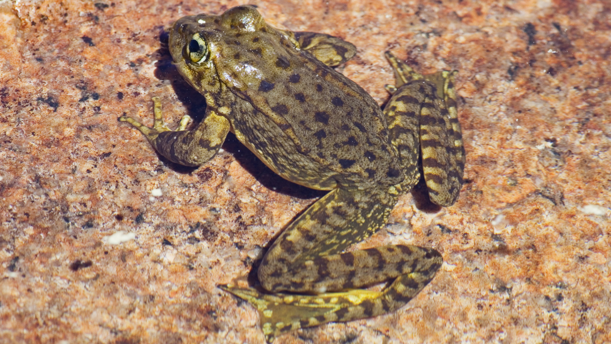 Mountain Yellow-legged Frog 101: Physical Characteristics, Habitat ...