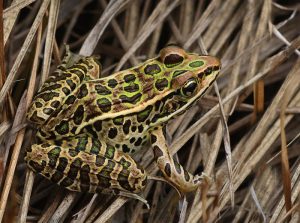 Northern Leopard Frog 101: Physical Characteristics, Habitat, Behavior, and Conservation Status