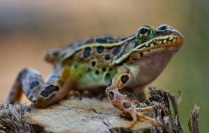 Northern Leopard Frog 101: Physical Characteristics, Habitat, Behavior, and Conservation Status