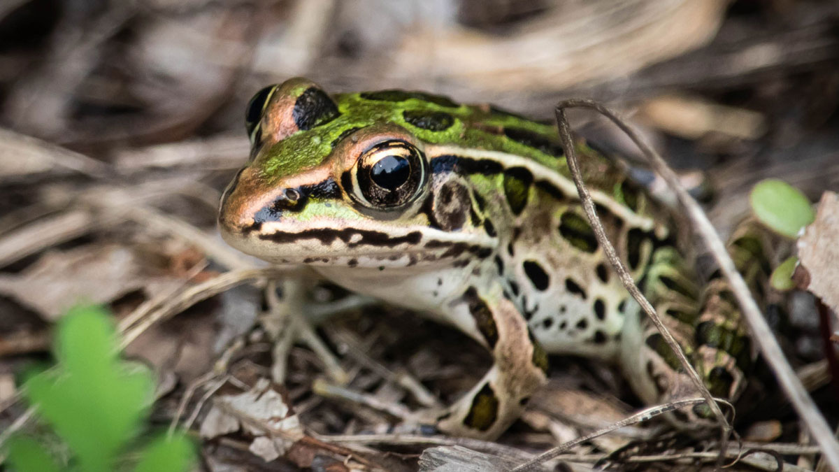 Northern Leopard Frog 101: Physical Characteristics, Habitat, Behavior ...