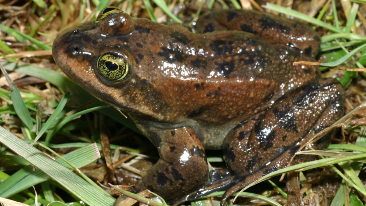 Oregon Spotted Frog 101: Physical Characteristics, Habitat, Behavior ...