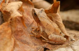 Spring Peeper 101: Physical Characteristics, Habitat, Behavior, and ...