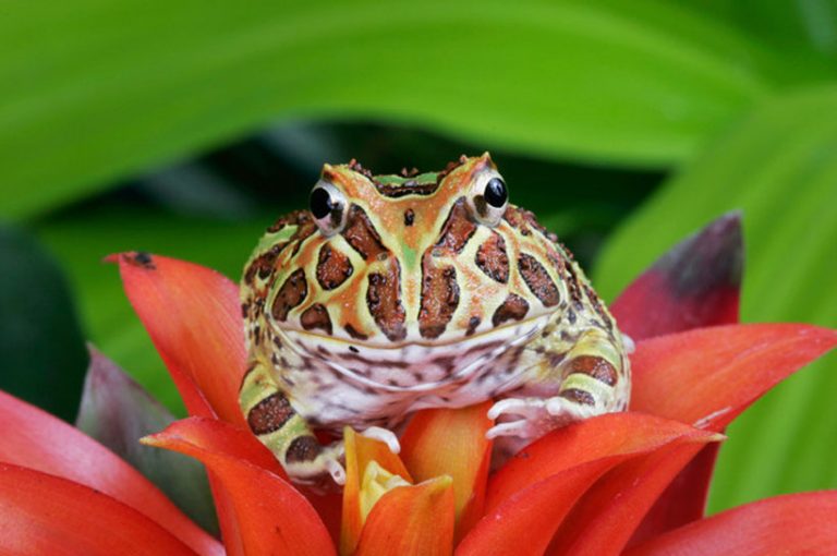 Pacman Frog 101: Care, Diet, Habitat, and Fun Facts