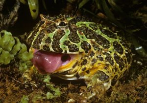 Pacman Frog 101: Care, Diet, Habitat, and Fun Facts