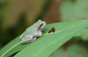 Gray Treefrog 101: Physical Characteristics, Habitat, Behavior, And ...