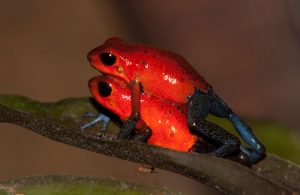 Poison Dart Frogs 101: A Comprehensive Guide to Dendrobatids