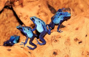 Poison Dart Frogs 101: A Comprehensive Guide to Dendrobatids