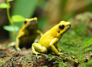 Poison Dart Frogs 101: A Comprehensive Guide to Dendrobatids