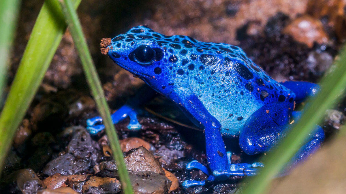 Poison Dart Frogs 101: A Comprehensive Guide to Dendrobatids