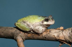Gray Treefrog 101: Physical Characteristics, Habitat, Behavior, And ...