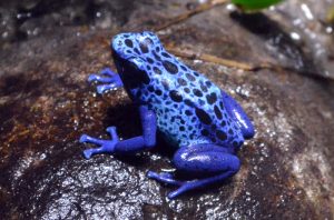 Blue Poison Dart Frog 101: Physical Characteristics, Habitat, Behavior ...