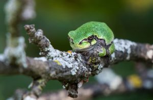 Gray Treefrog 101: Physical Characteristics, Habitat, Behavior, And ...