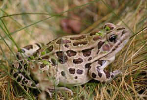 Frog Teeth 101: All Your Questions Answered