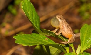 Spring Peeper 101: Physical Characteristics, Habitat, Behavior, and ...