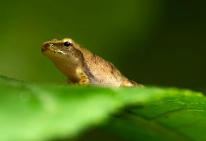 Spring Peeper 101: Physical Characteristics, Habitat, Behavior, and ...