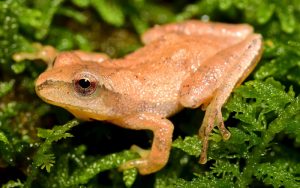 Spring Peeper 101: Physical Characteristics, Habitat, Behavior, and ...