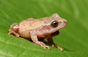 Spring Peeper 101: Physical Characteristics, Habitat, Behavior, and ...