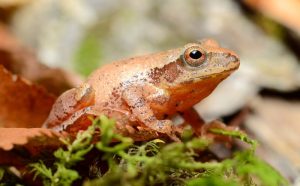 Spring Peeper 101: Physical Characteristics, Habitat, Behavior, and ...