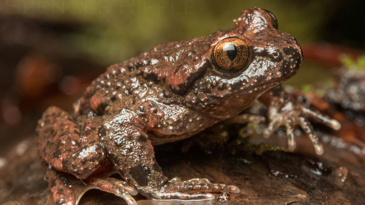 Tailed Frogs 101: Exploring the Primitive Ascaphus Genus