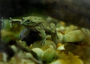 Titicaca Water Frog 101: Physical Characteristics, Habitat, Behavior, and Conservation Status
