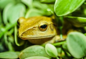 Tree Frogs 101: Care, Diet, Habitat, and Fun Facts