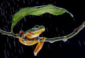 Wallace's Flying Frog 101: Gliding Through the Treetops